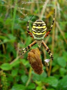 Hábitat de la araña » ARACNIPEDIA